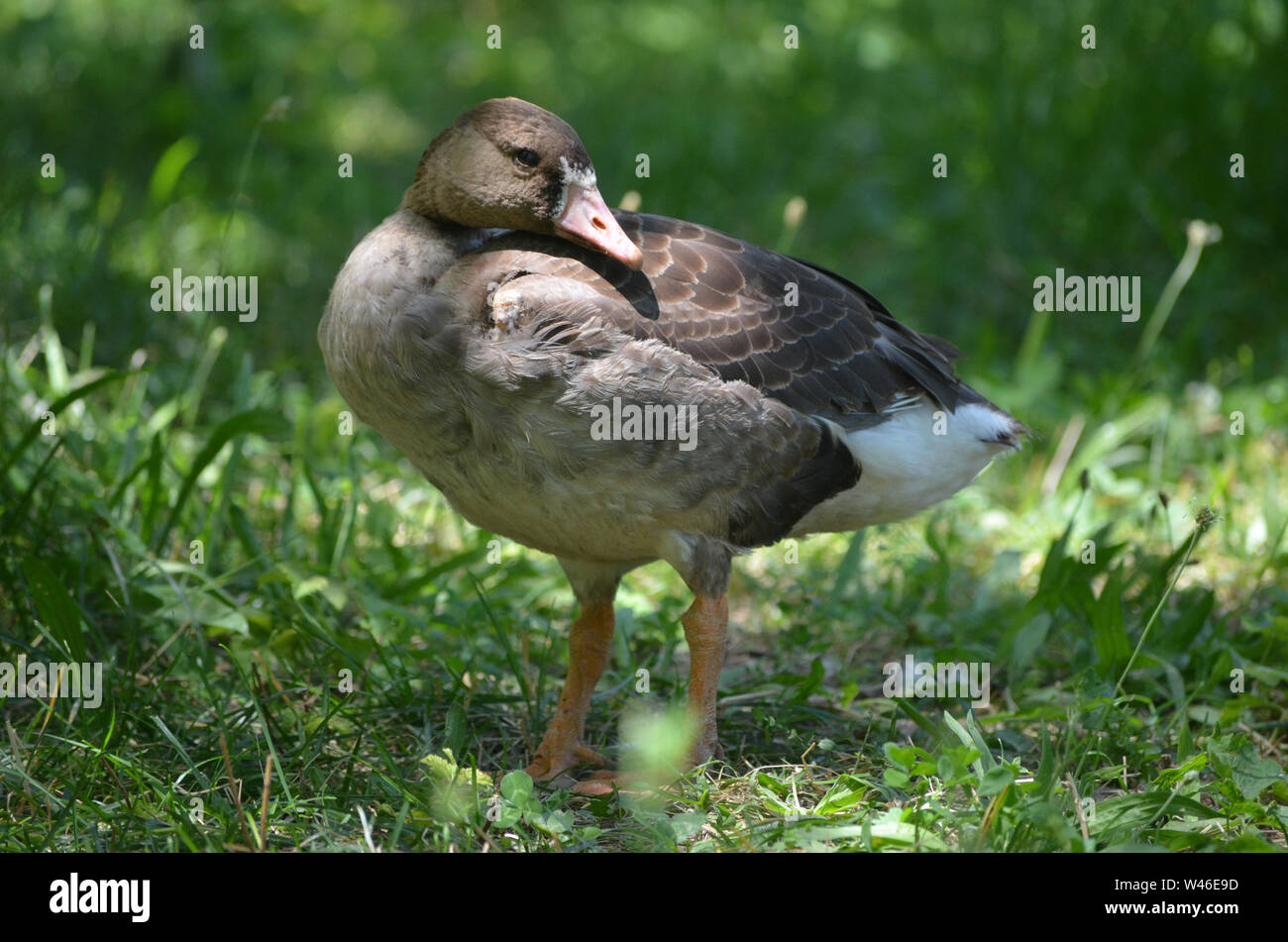Domestic geese in an orchard in Uhum village, Nuratau mountains Stock ...