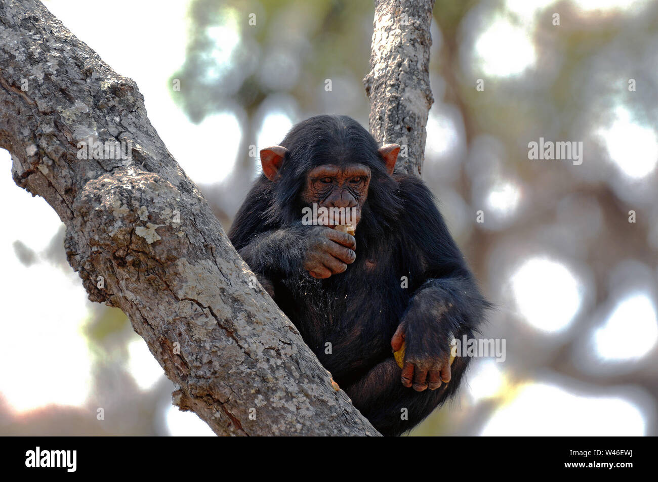 Chimpanzee, Pan troglodytes, Chimfunshi, Zambia Stock Photo - Alamy