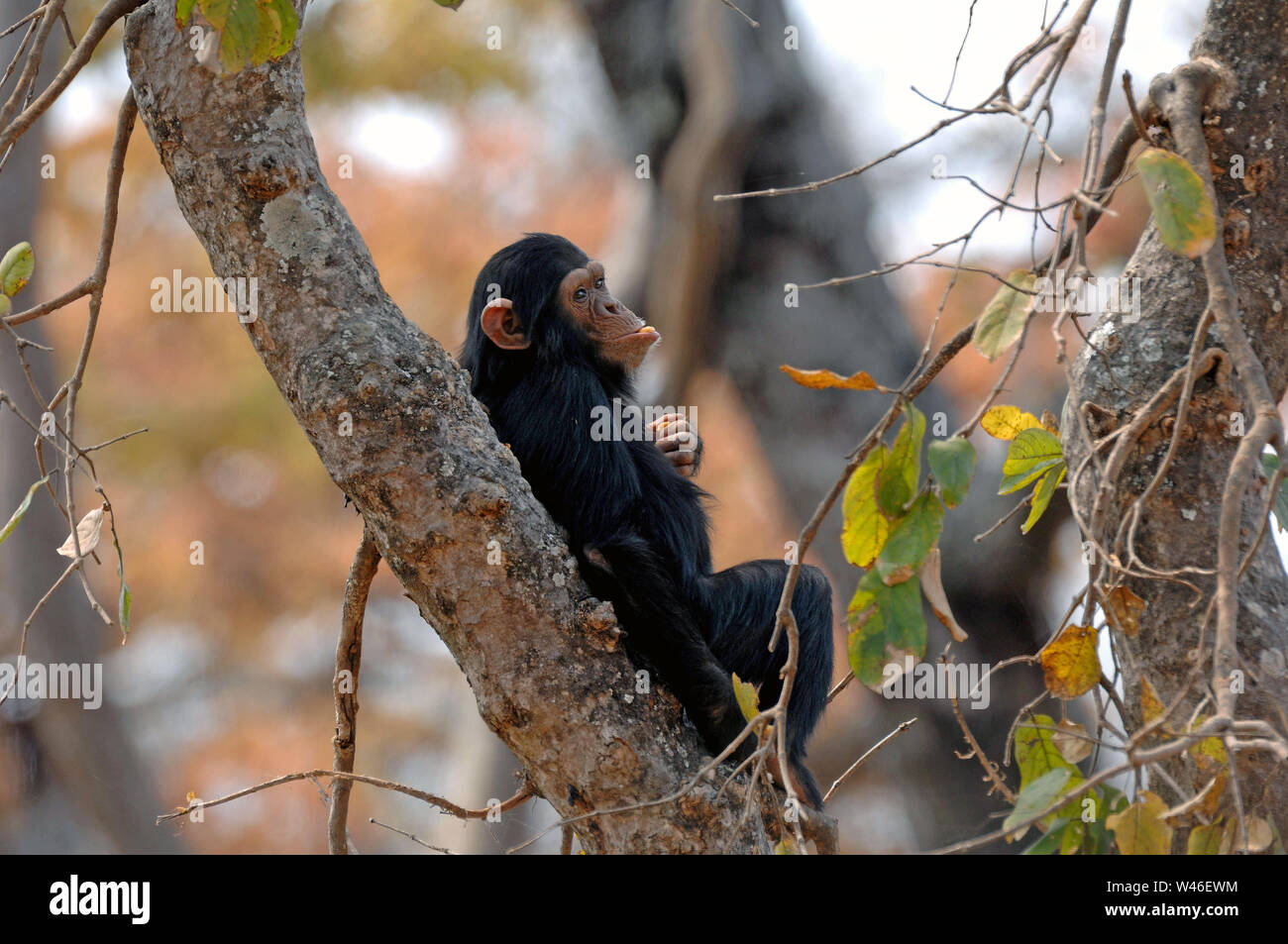 Chimpanzee, Pan troglodytes, Chimfunshi, Zambia Stock Photo - Alamy