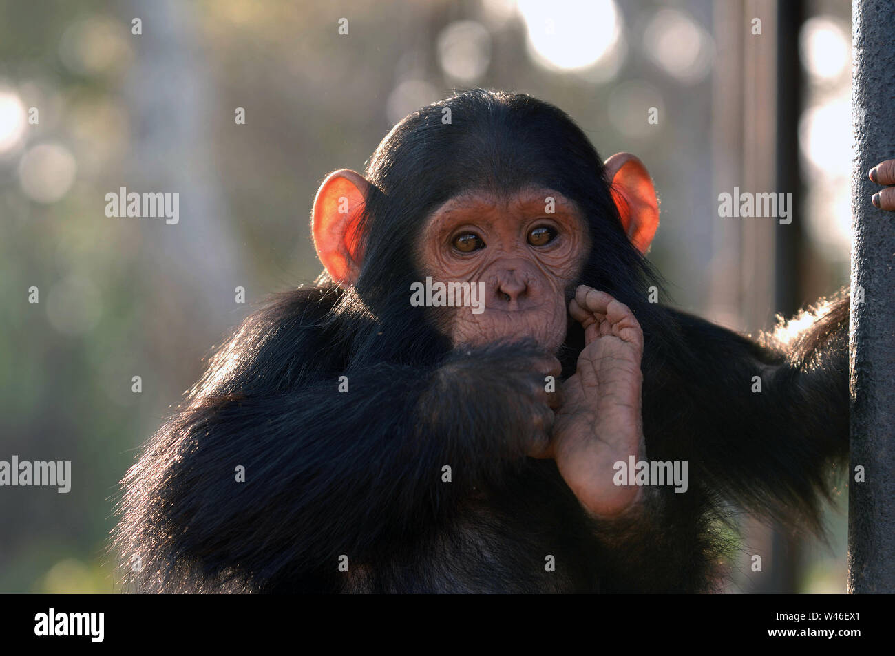 Chimpanzee, Pan troglodytes, Chimfunshi, Zambia Stock Photo - Alamy