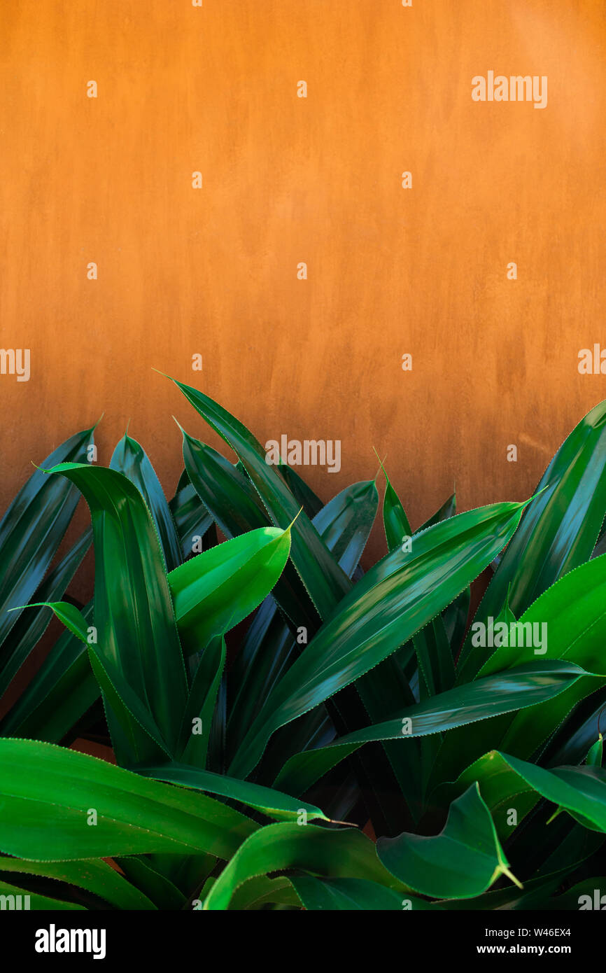 Traditional moroccan terracotta colored background with green tropical ...