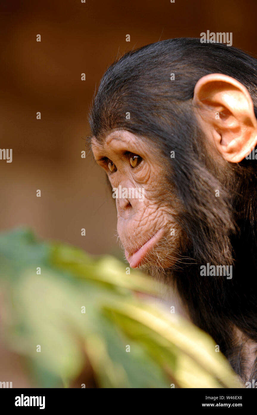 Chimpanzee, Pan troglodytes, Chimfunshi, Zambia Stock Photo - Alamy