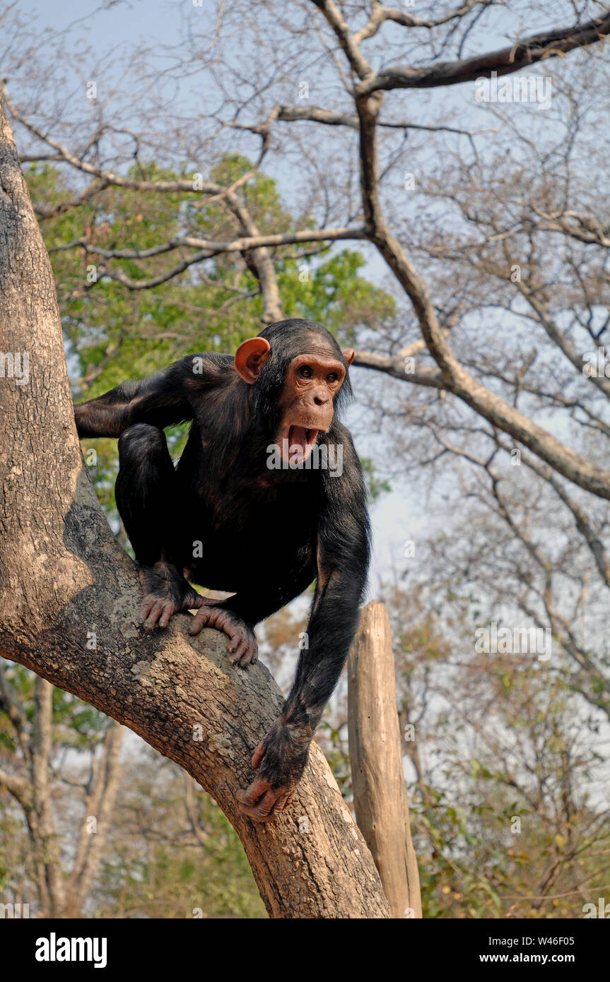 Chimpanzee, Pan troglodytes, Chimfunshi, Zambia Stock Photo - Alamy