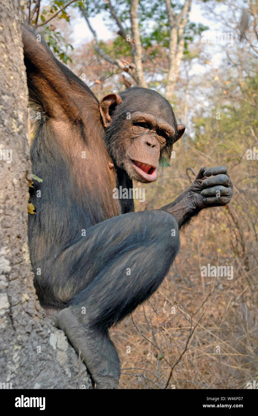 Chimpanzee, Pan troglodytes, Chimfunshi, Zambia Stock Photo - Alamy