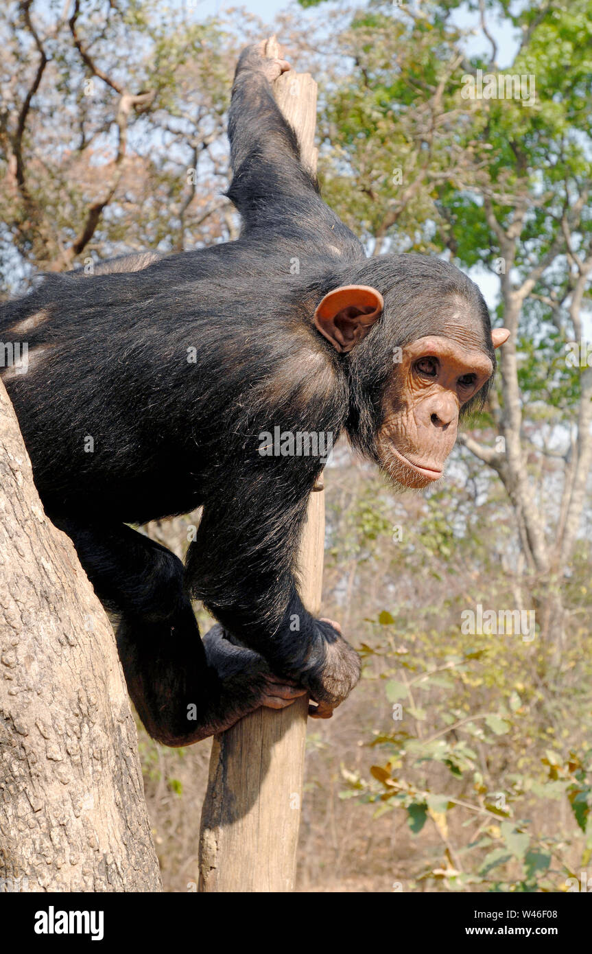 Chimpanzee, Pan troglodytes, Chimfunshi, Zambia Stock Photo - Alamy