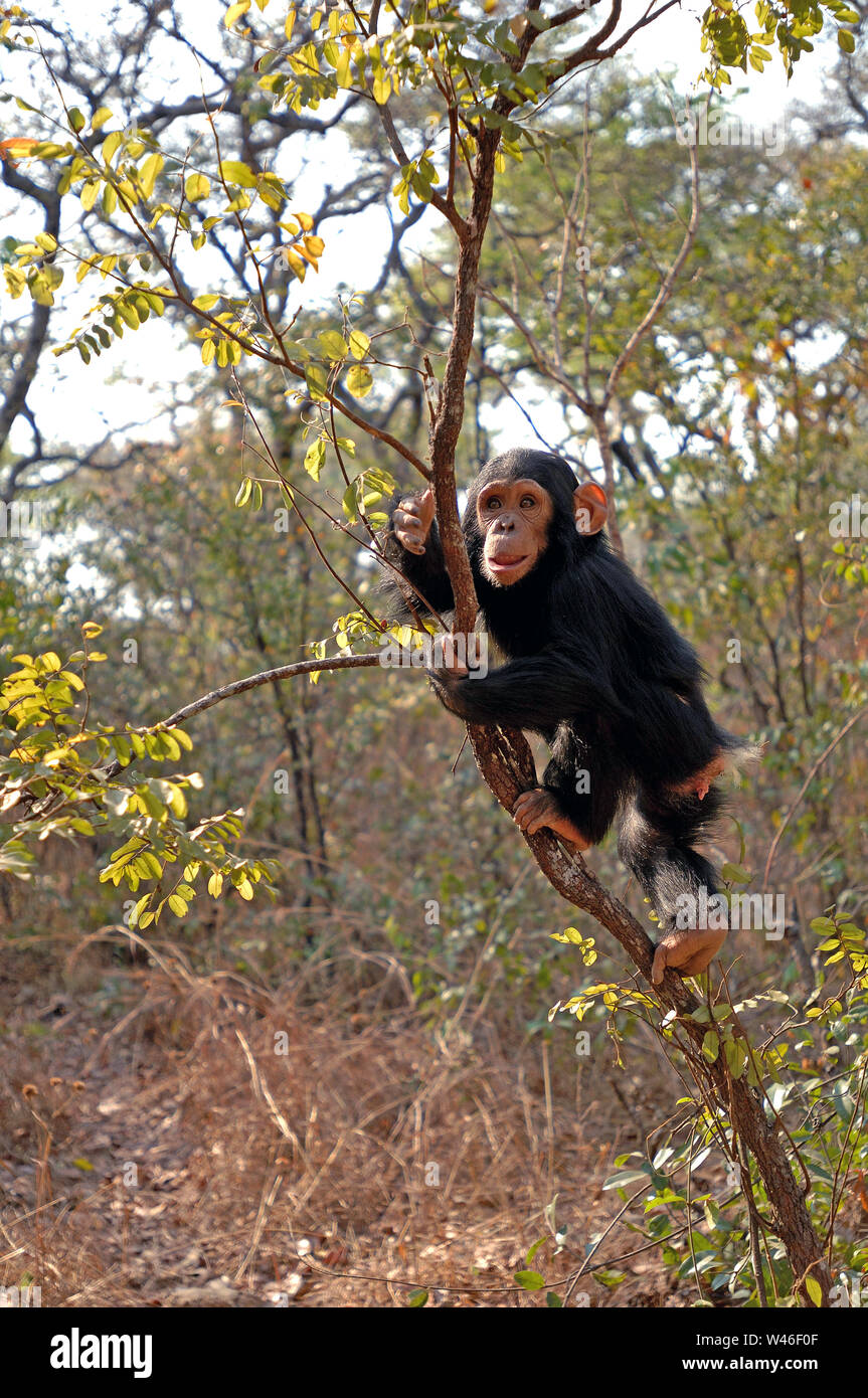 Chimpanzee, Pan troglodytes, Chimfunshi, Zambia Stock Photo - Alamy