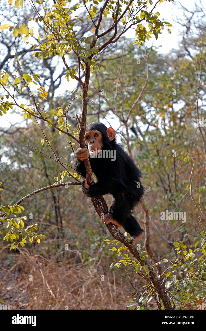 Chimpanzee, Pan troglodytes, Chimfunshi, Zambia Stock Photo - Alamy