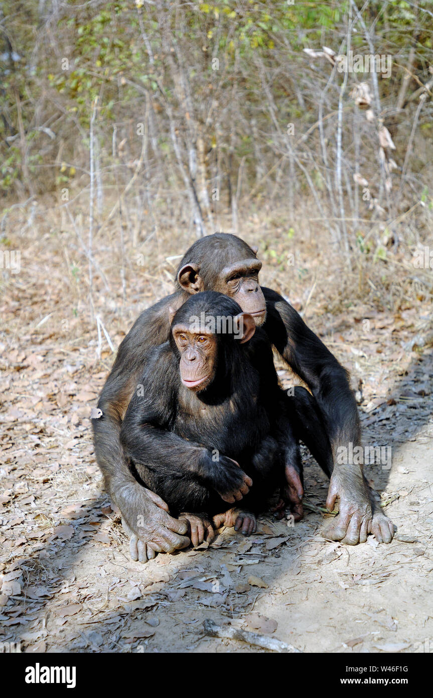 Chimpanzee, Pan troglodytes, Chimfunshi, Zambia Stock Photo - Alamy