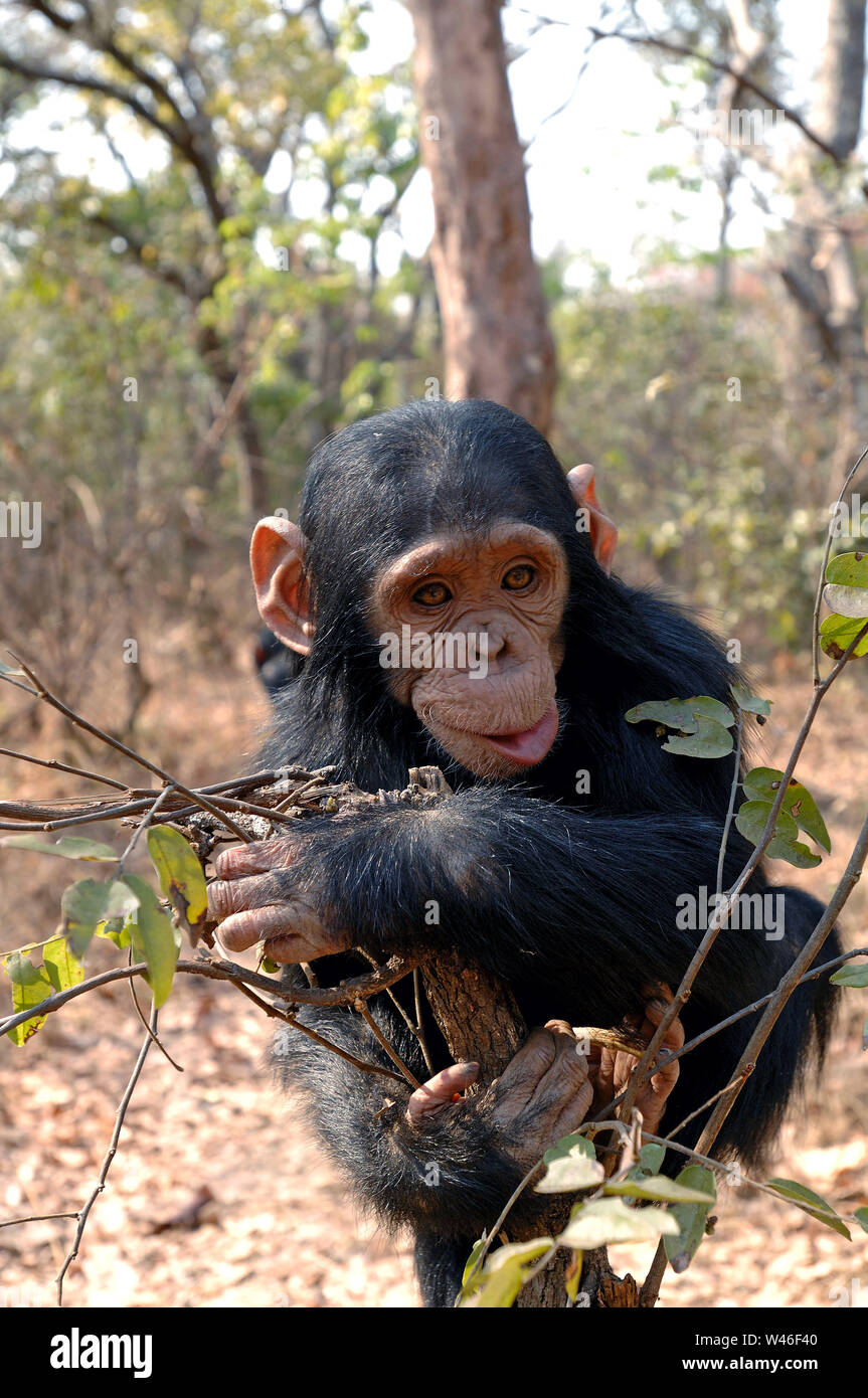 Chimpanzee, Pan troglodytes, Chimfunshi, Zambia Stock Photo - Alamy
