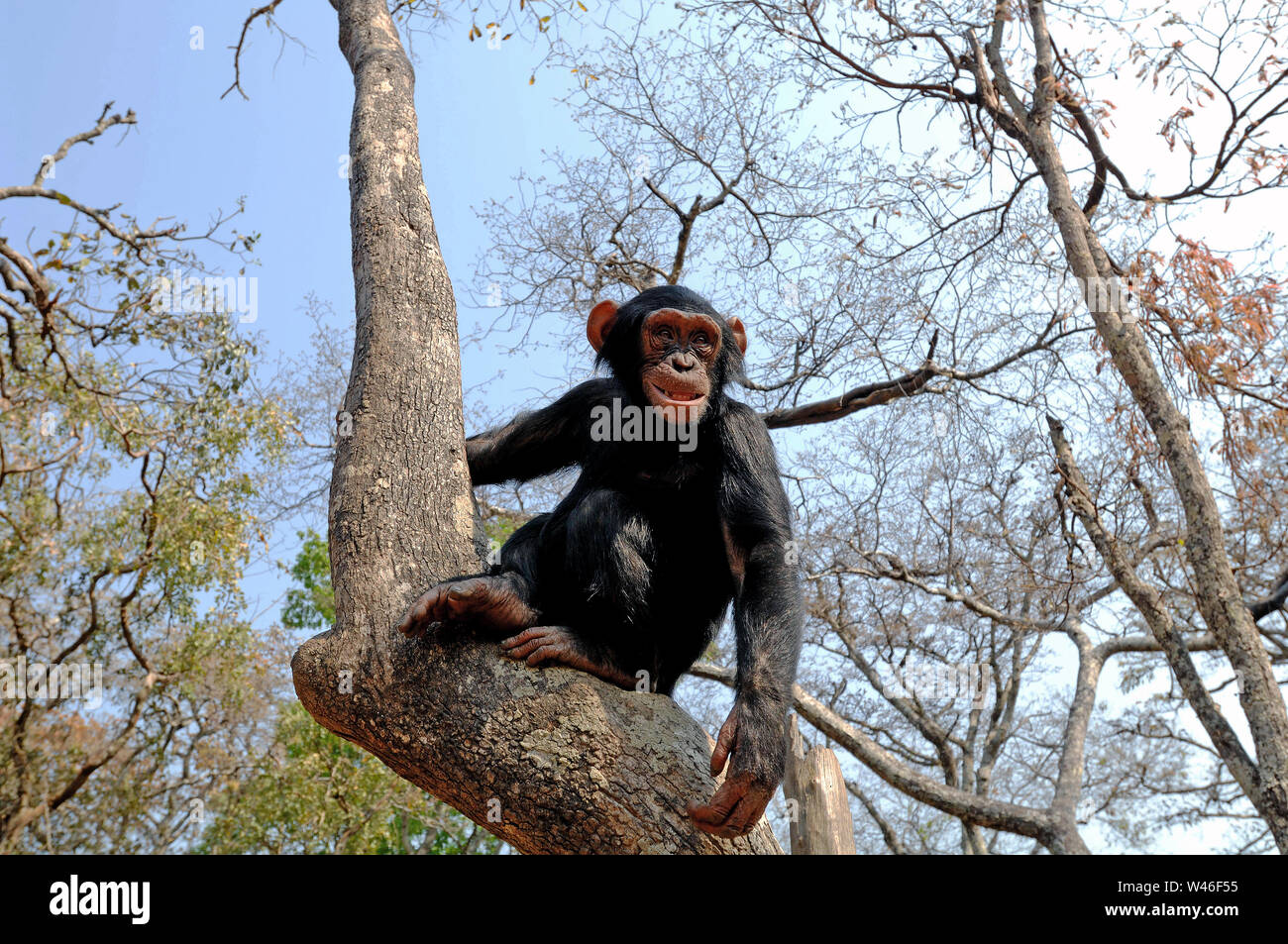 Chimpanzee, Pan troglodytes, Chimfunshi, Zambia Stock Photo - Alamy