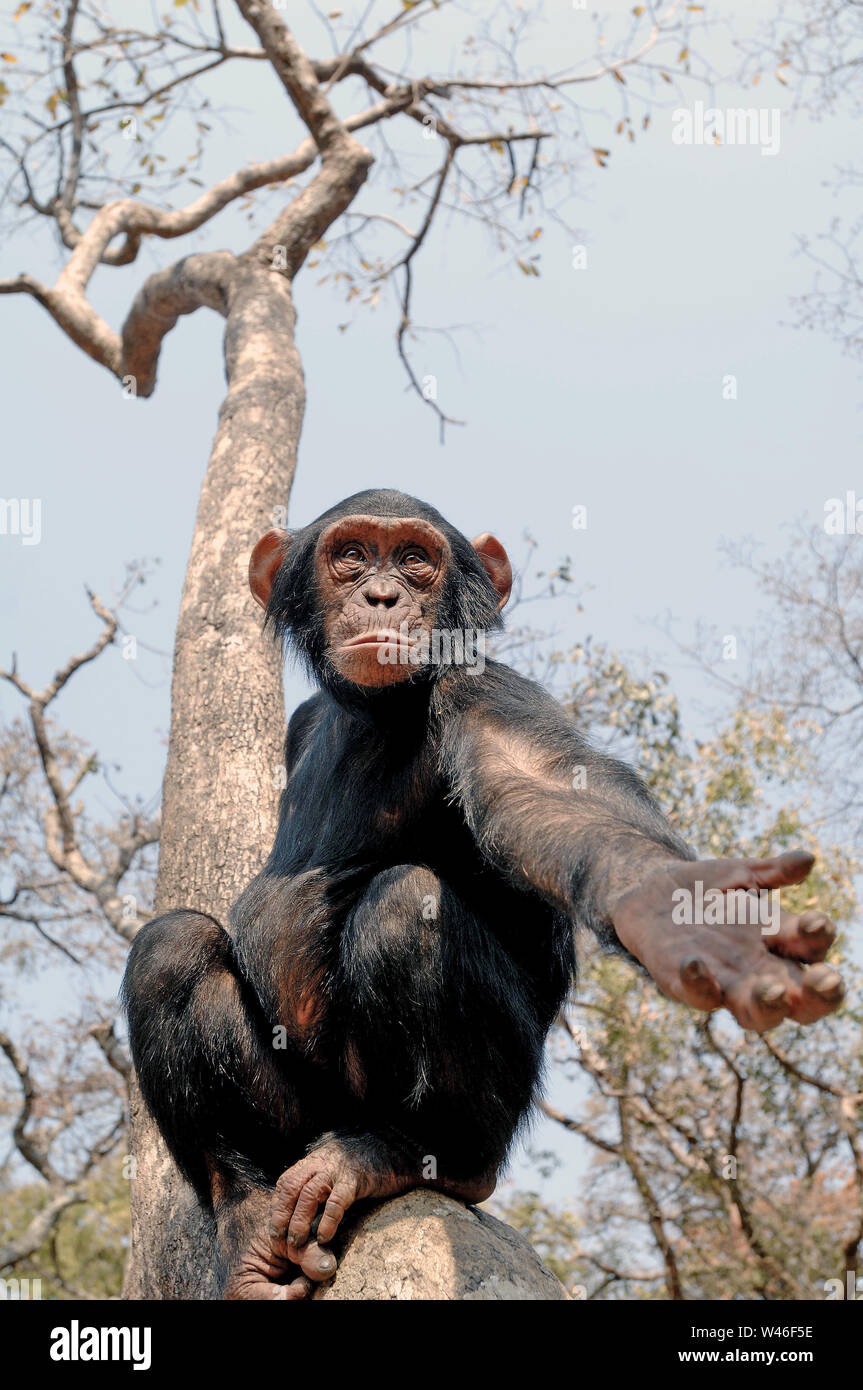 Chimpanzee, Pan troglodytes, Chimfunshi, Zambia Stock Photo - Alamy