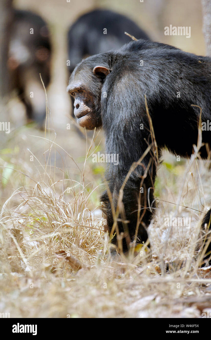 Chimpanzee, Pan troglodytes, Chimfunshi, Zambia Stock Photo - Alamy