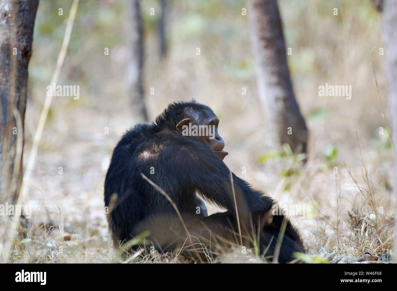 Chimpanzee, Pan troglodytes, Chimfunshi, Zambia Stock Photo - Alamy