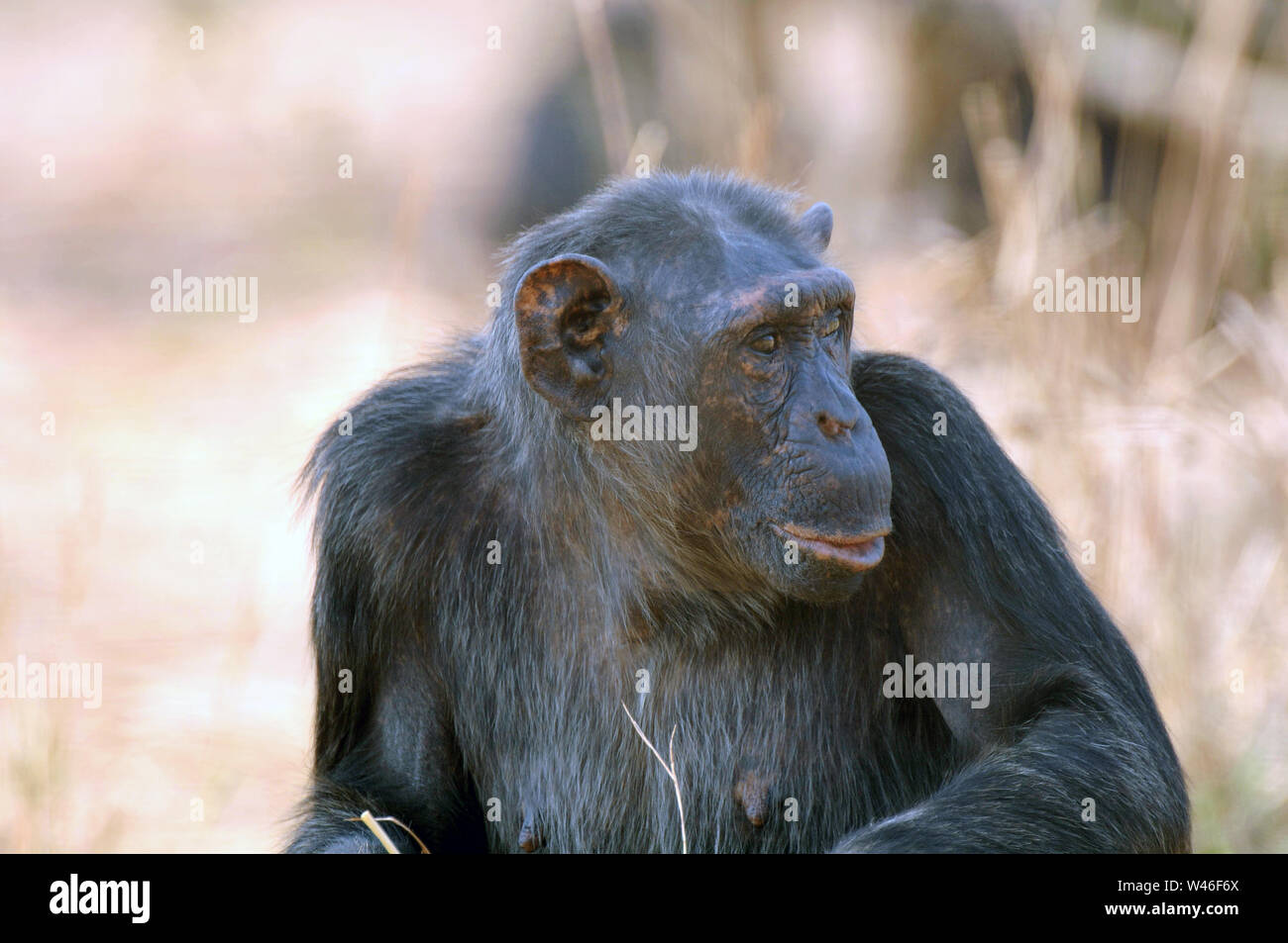 Chimpanzee, Pan troglodytes, Chimfunshi, Zambia Stock Photo - Alamy