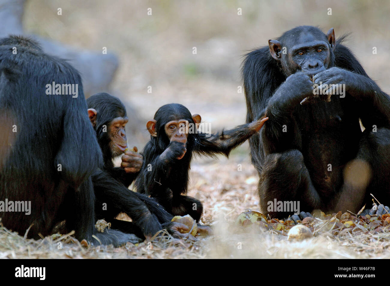 Chimpanzee, Pan troglodytes, Chimfunshi, Zambia Stock Photo - Alamy
