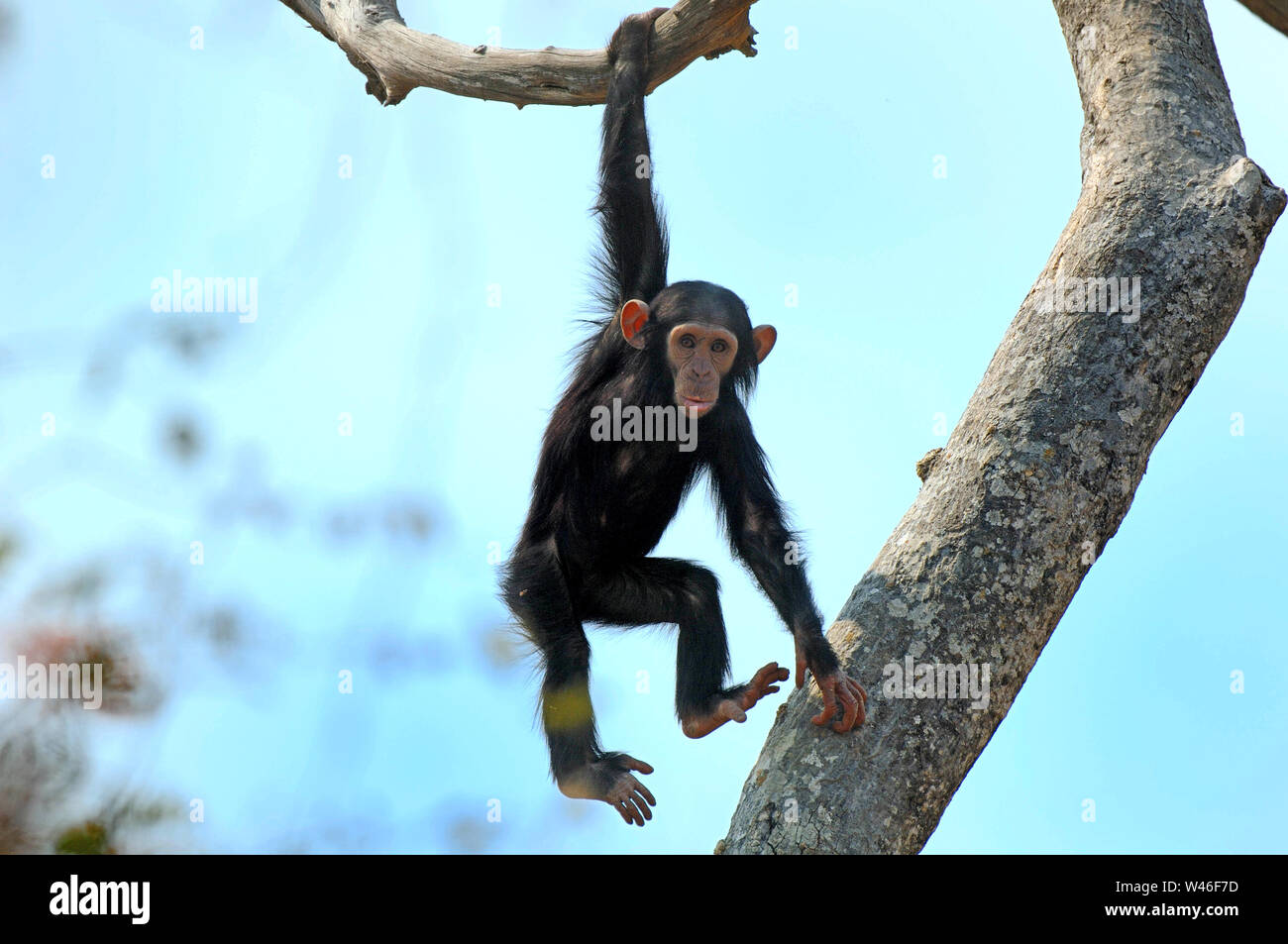 Chimpanzee, Pan troglodytes, Chimfunshi, Zambia Stock Photo - Alamy