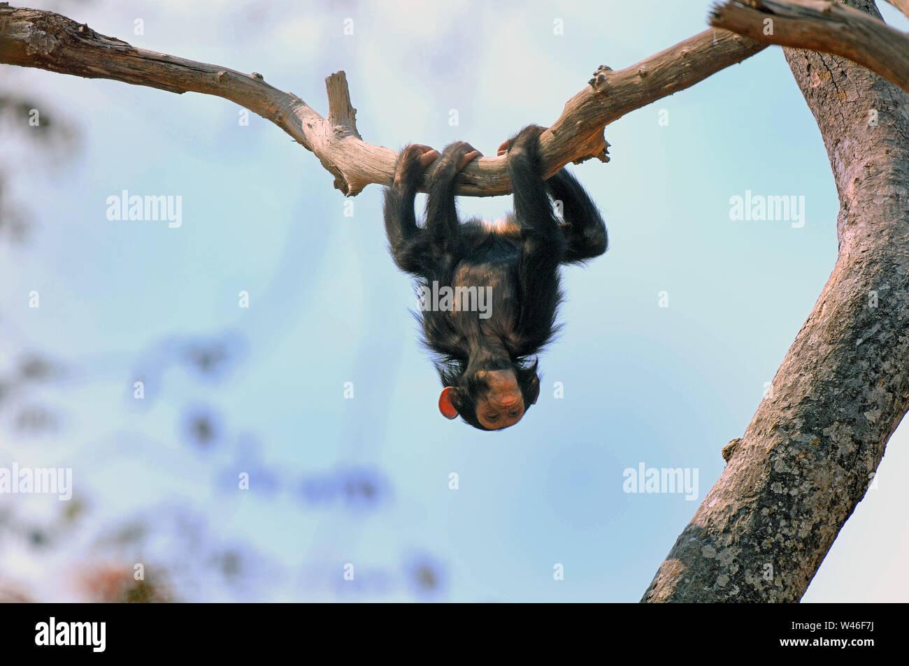 Chimpanzee, Pan troglodytes, Chimfunshi, Zambia Stock Photo - Alamy