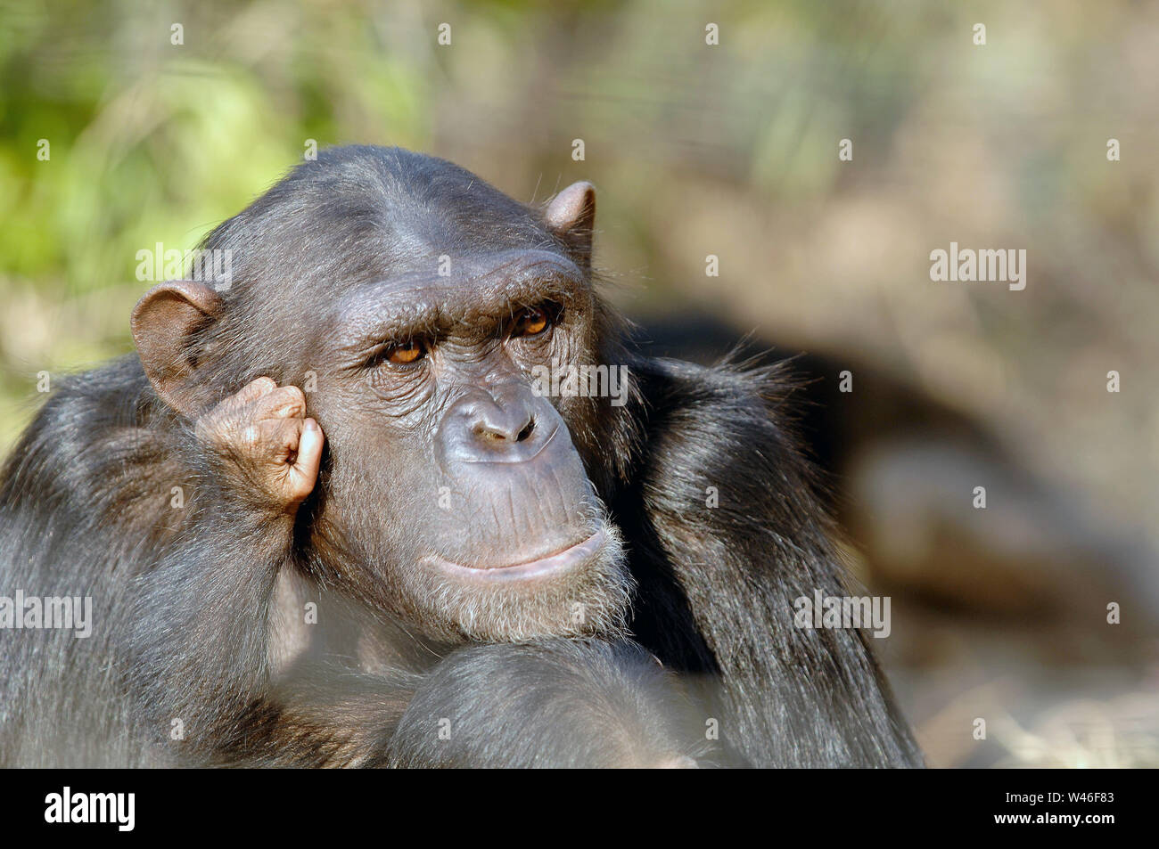 Chimpanzee, Pan troglodytes, Chimfunshi, Zambia Stock Photo - Alamy