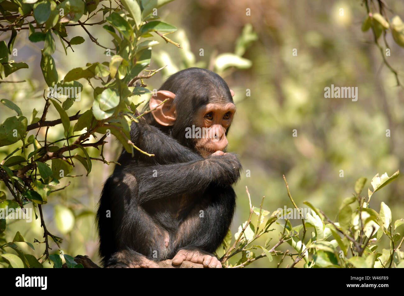 Chimpanzee, Pan troglodytes, Chimfunshi, Zambia Stock Photo - Alamy