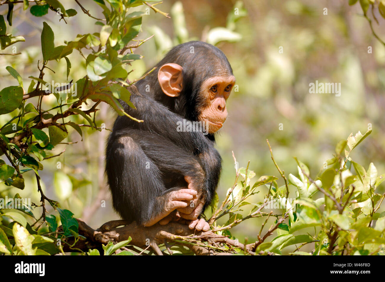Troglodytes High Resolution Stock Photography and Images - Alamy