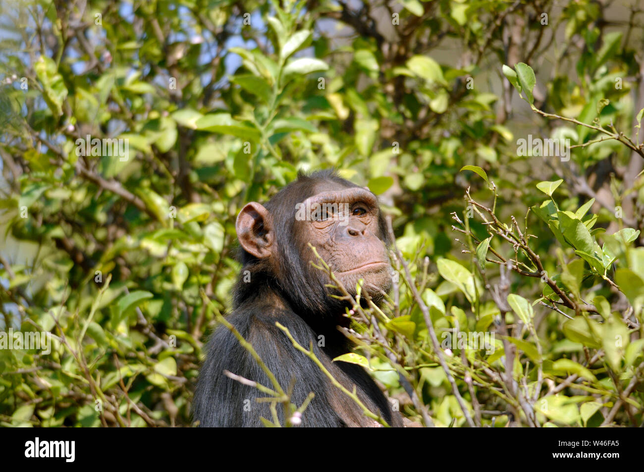 Chimpanzee, Pan troglodytes, Chimfunshi, Zambia Stock Photo - Alamy