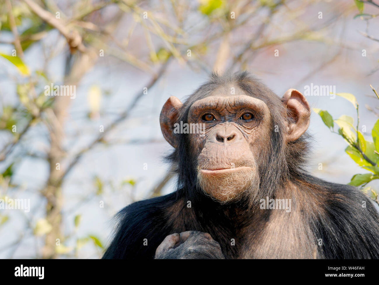 Chimpanzee, Pan troglodytes, Chimfunshi, Zambia Stock Photo - Alamy