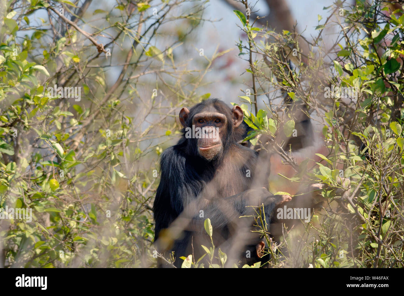 Chimpanzee, Pan troglodytes, Chimfunshi, Zambia Stock Photo - Alamy