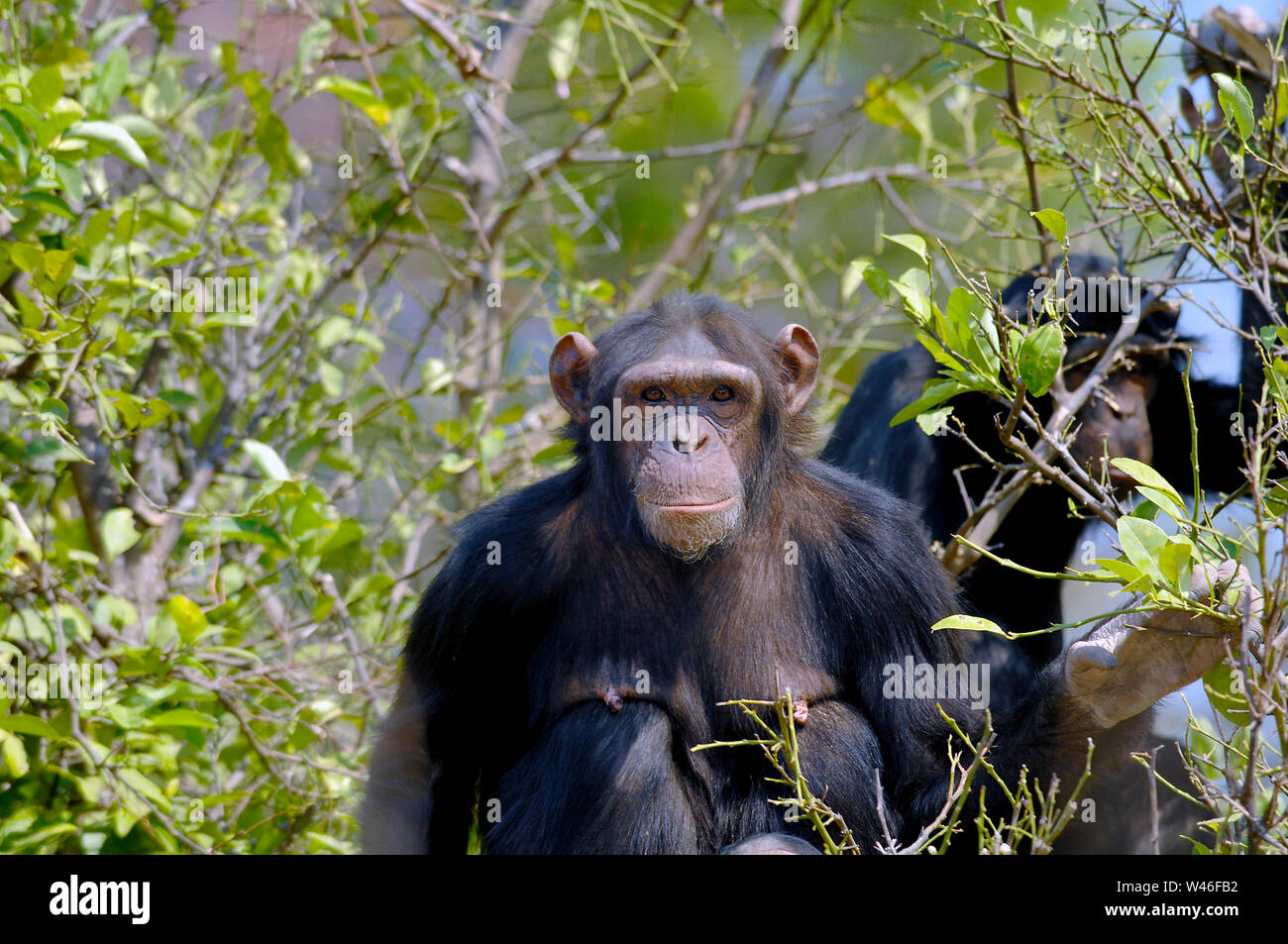 Chimpanzee, Pan troglodytes, Chimfunshi, Zambia Stock Photo - Alamy