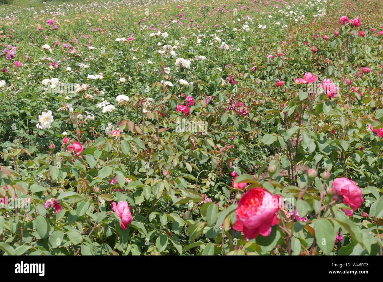 Breeding farm for roses. Breeding roses Stock Photo - Alamy