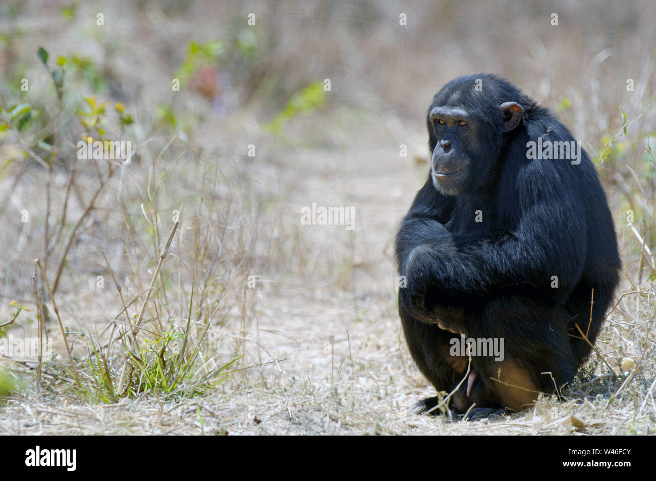 Chimpanzee, Pan troglodytes, Chimfunshi, Zambia Stock Photo - Alamy