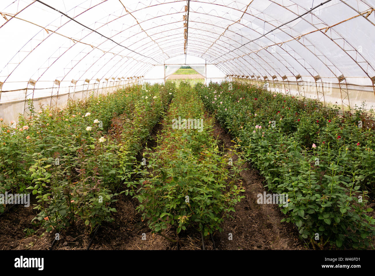 Rosary breeding greenhouse. Breeding farm for roses Stock Photo - Alamy