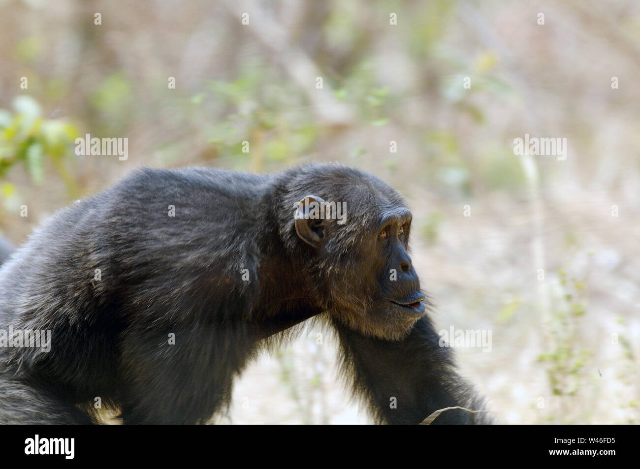 Chimpanzee, Pan troglodytes, Chimfunshi, Zambia Stock Photo - Alamy