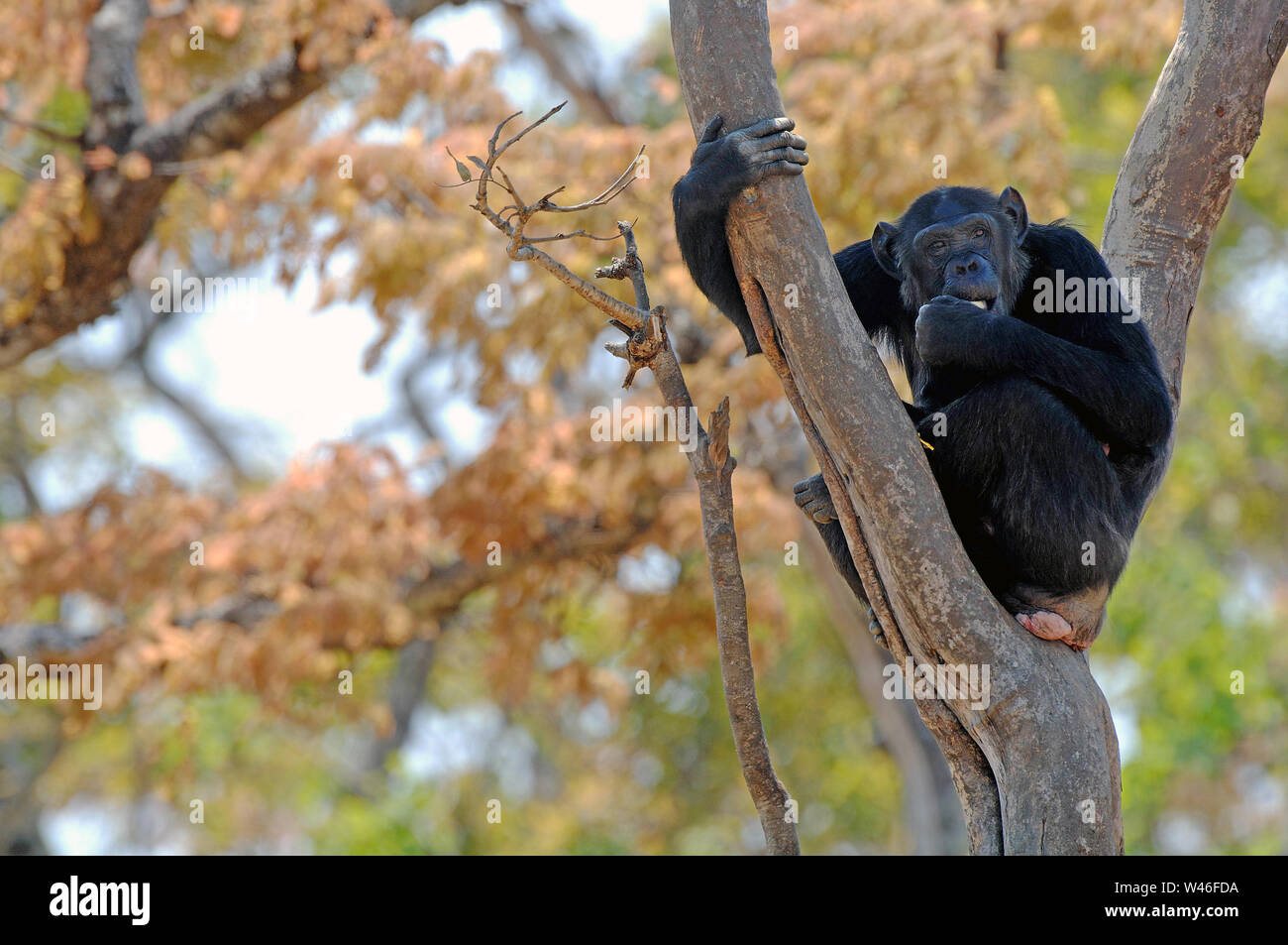Chimpanzee, Pan troglodytes, Chimfunshi, Zambia Stock Photo - Alamy
