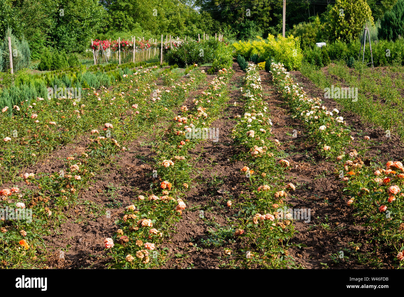 Breeding farm for roses. Breeding roses Stock Photo - Alamy