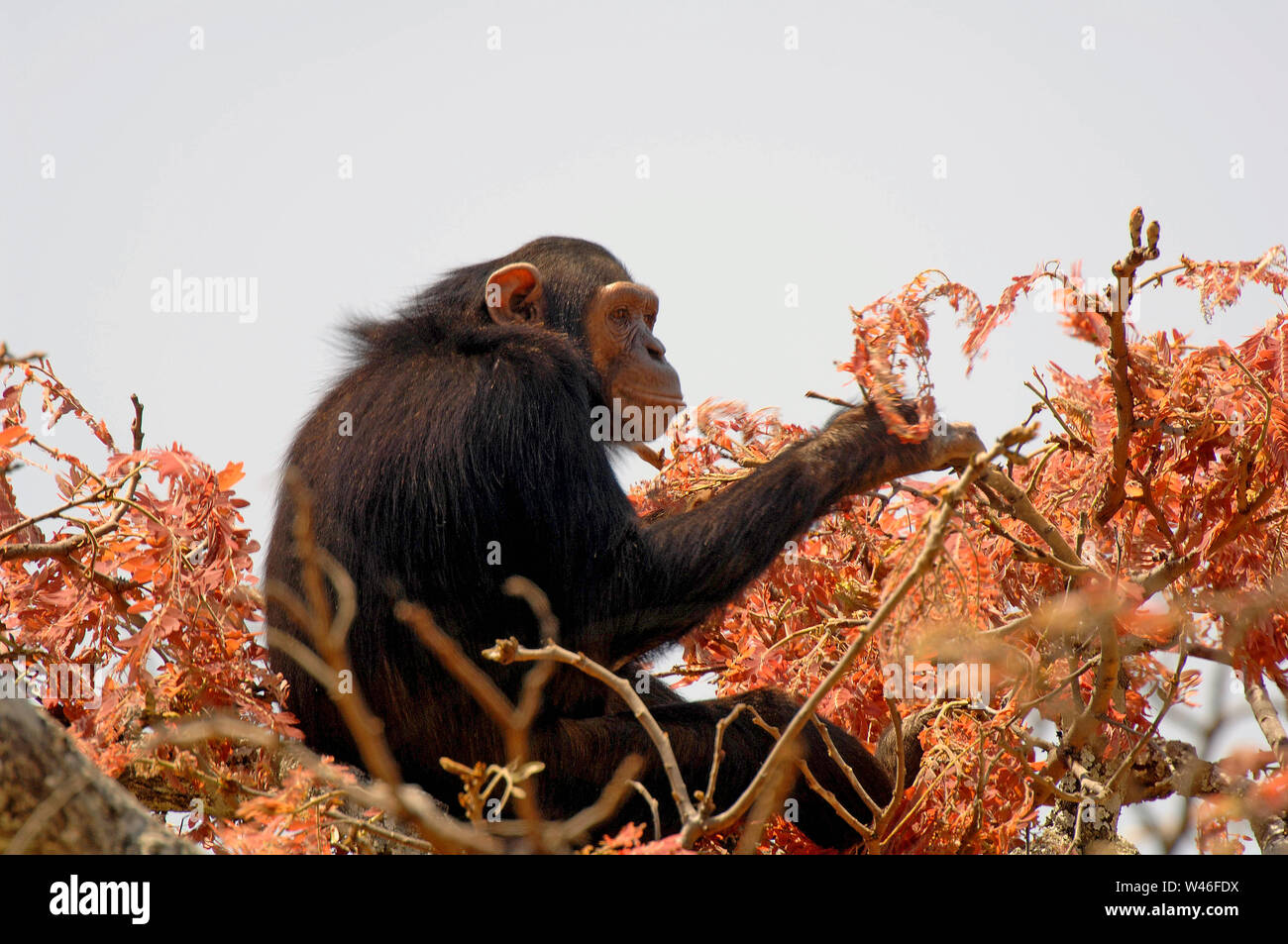 Chimpanzee, Pan troglodytes, Chimfunshi, Zambia Stock Photo - Alamy