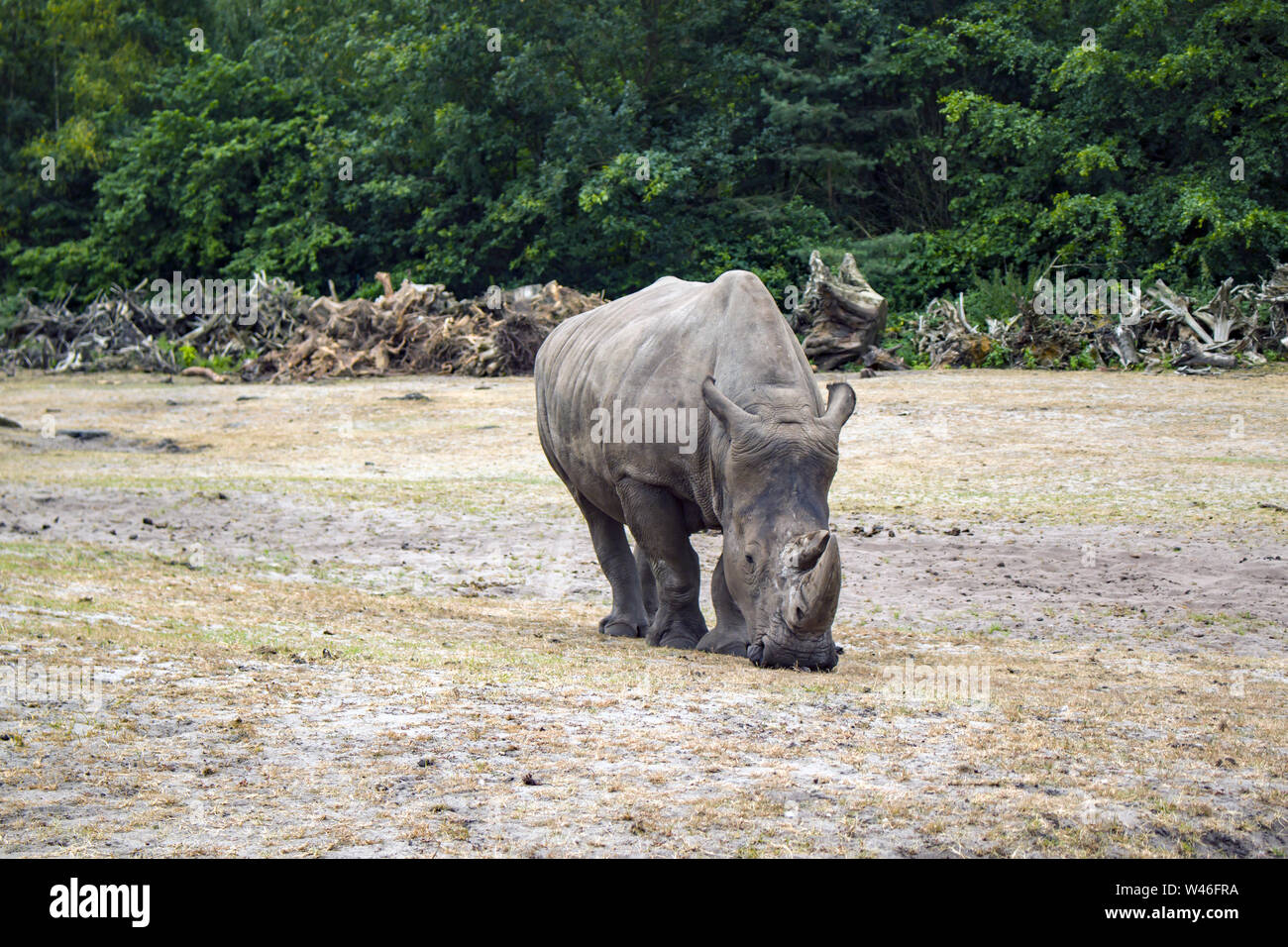 Rhinoceros walk scene. Rhino portrait. Rhinoceros rhino. Rhinoceros ...