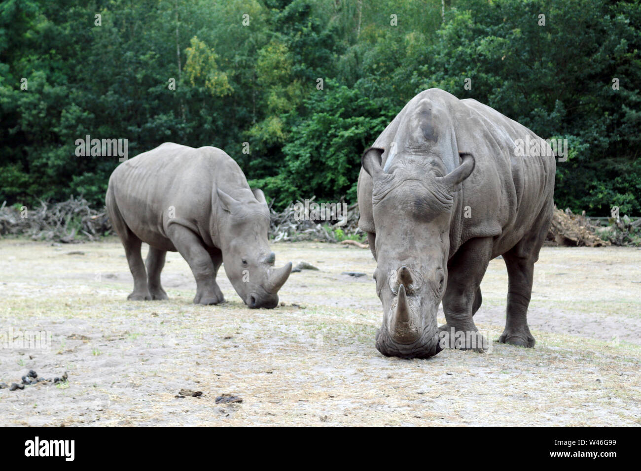 Rhinoceros walk scene. Rhino portrait. Rhinoceros rhino. Rhinoceros ...