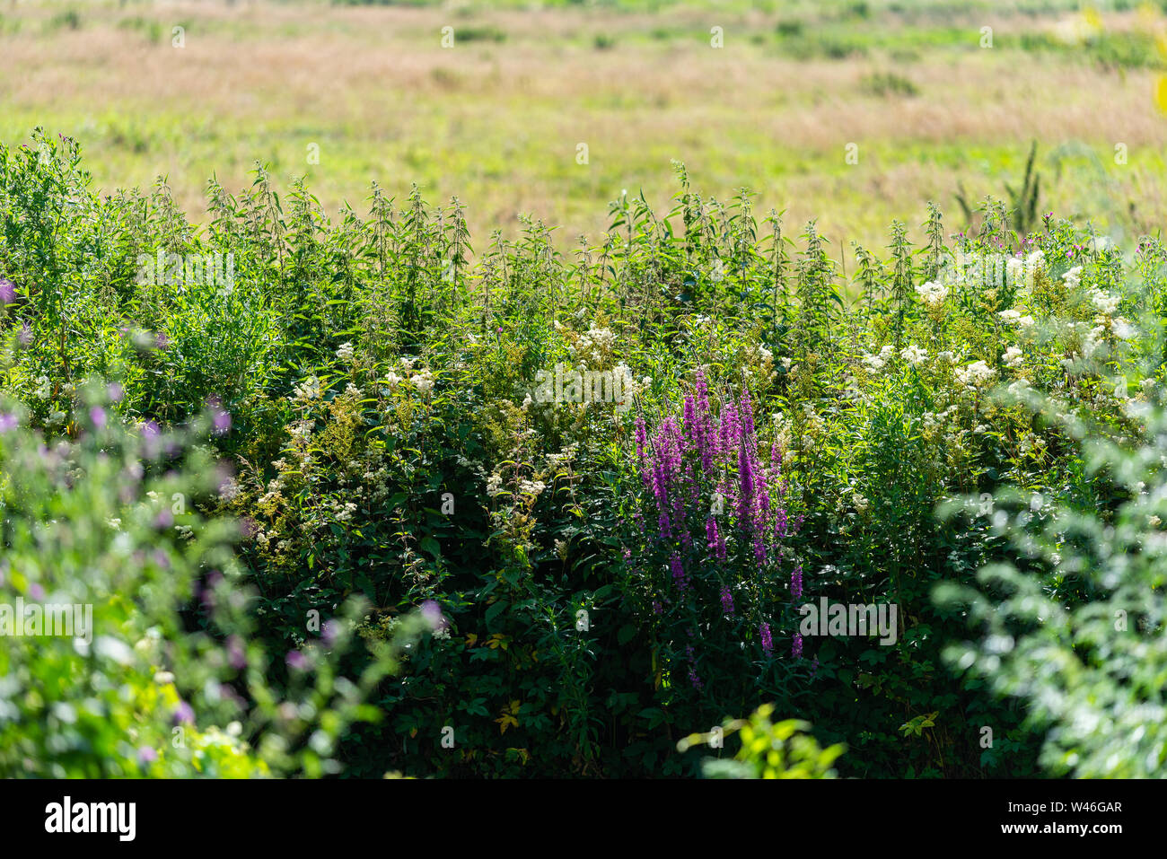 beautiful plants and flowers line the path through nature Stock Photo ...