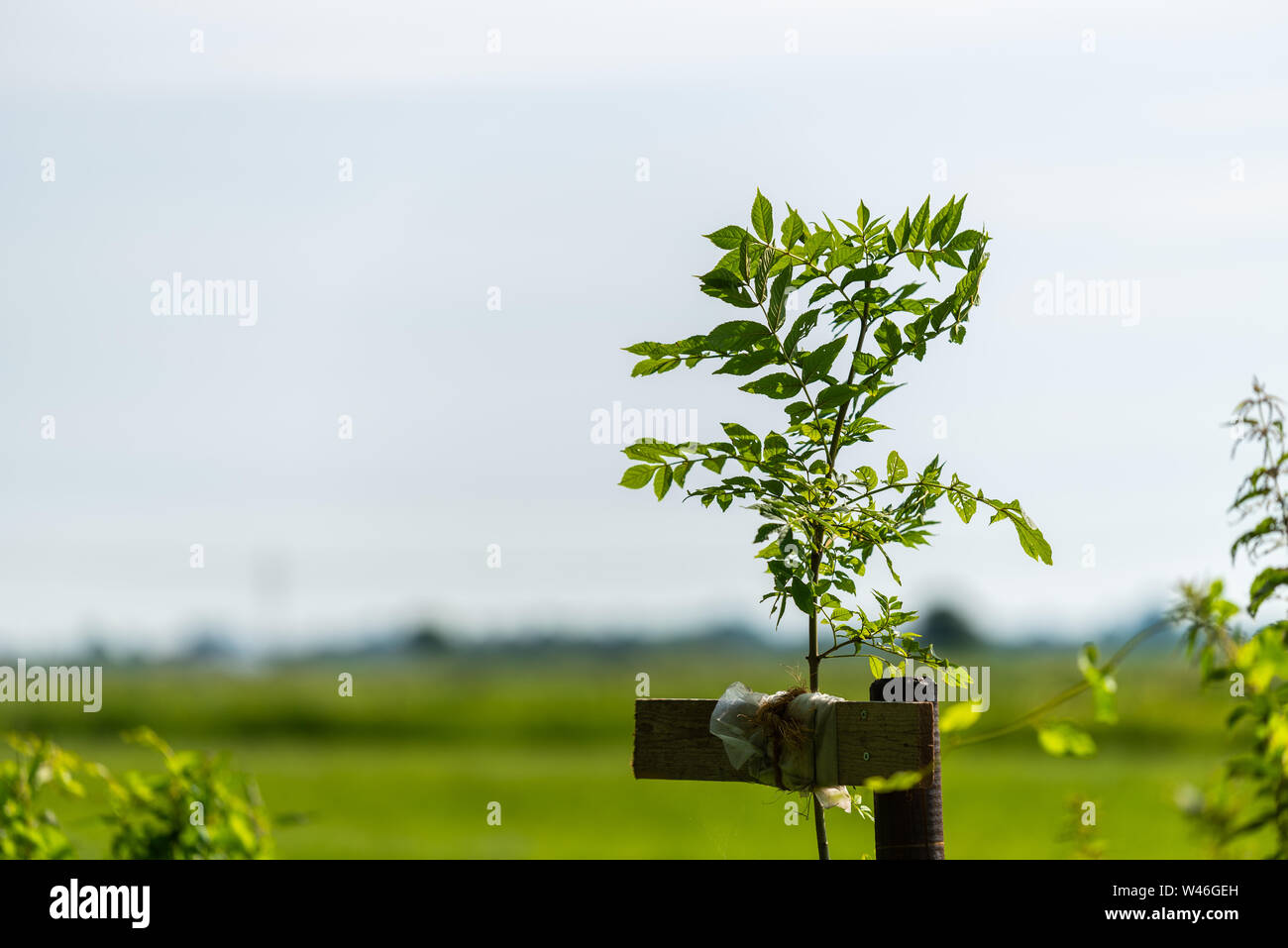 Summer through to autumn flower hi-res stock photography and images - Alamy