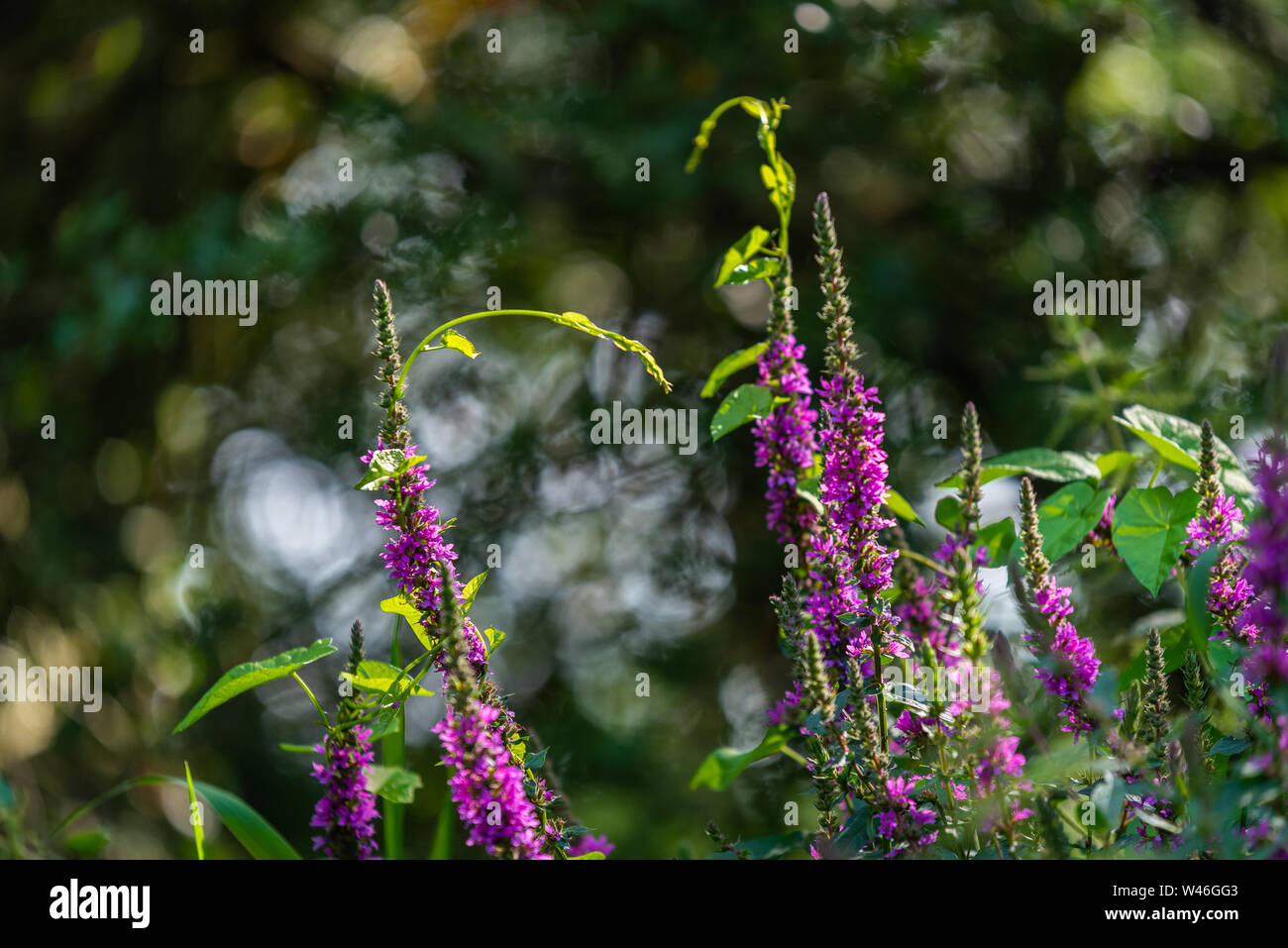 beautiful plants and flowers line the path through nature Stock Photo ...