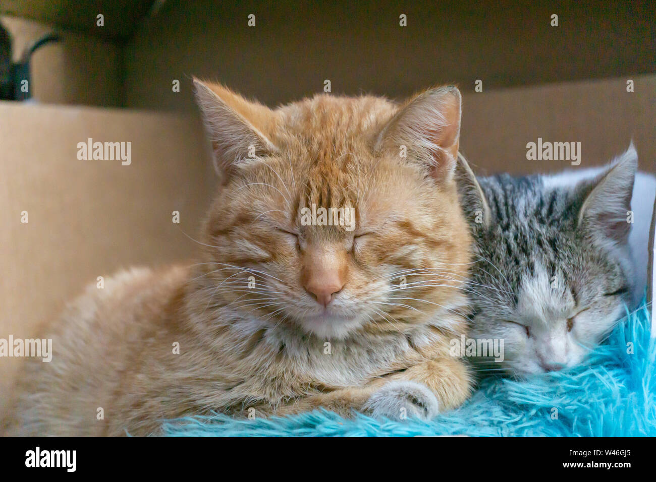 Cute stray cats sleeping in a box on the street Stock Photo - Alamy