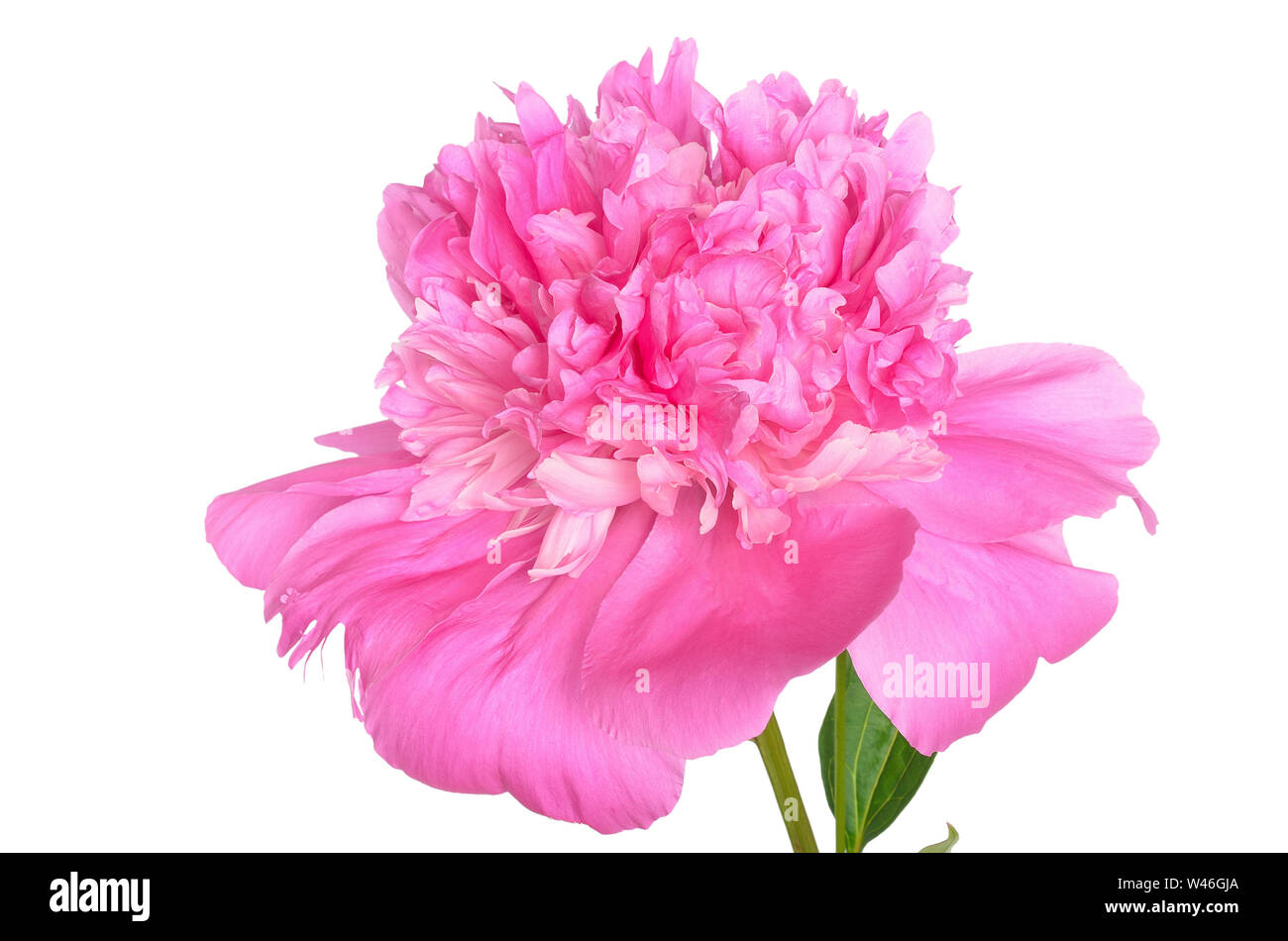 Large white flower petals Cut Out Stock Images & Pictures - Alamy