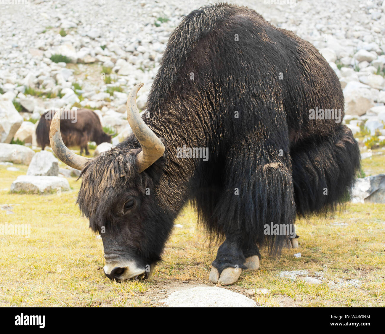 Close up wild yak in Himalaya mountains. India, Ladakh Stock Photo - Alamy