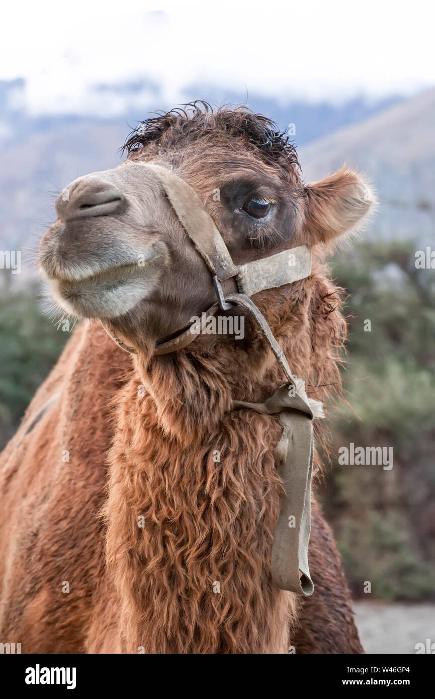 Funny Camel