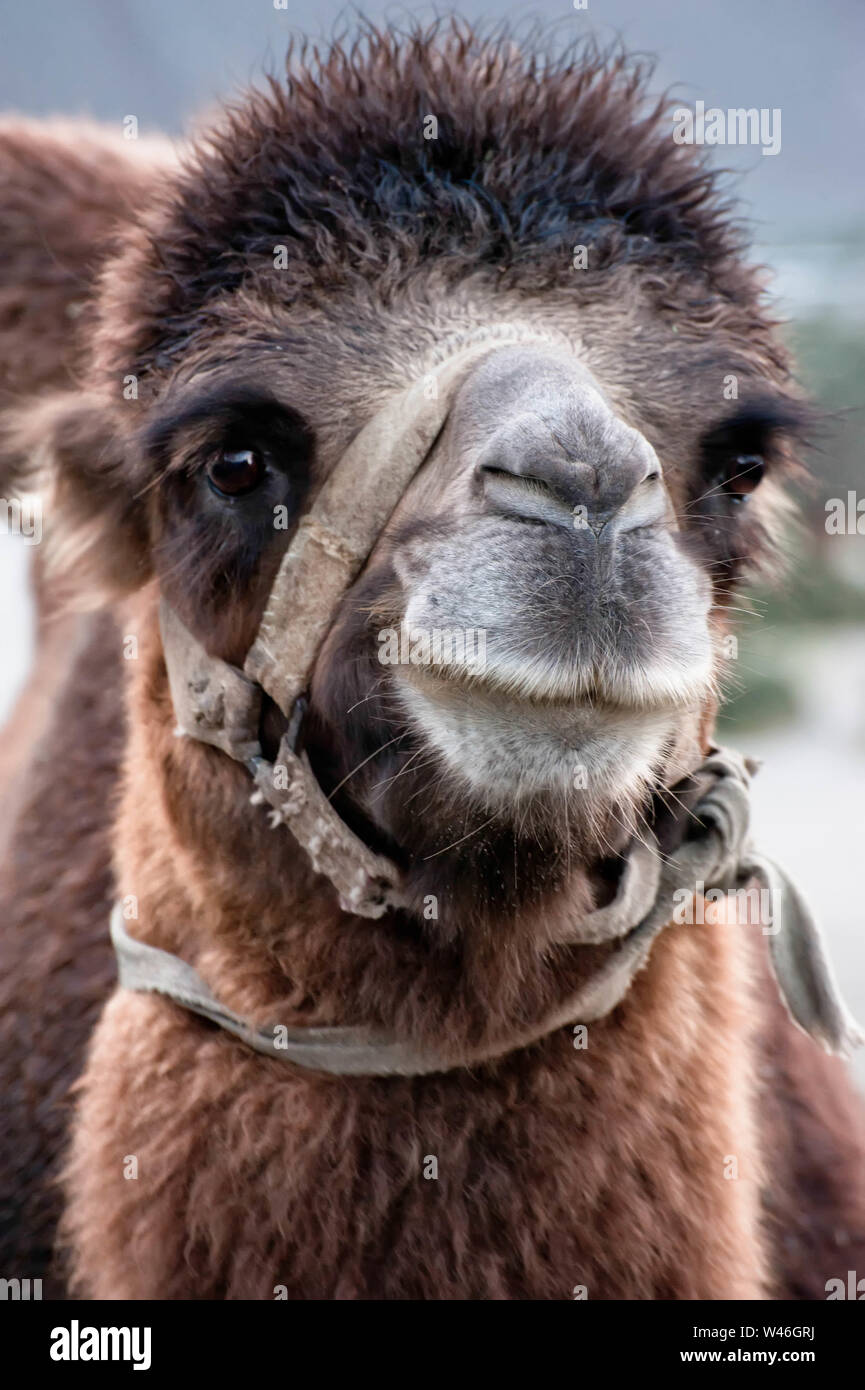 Funny camel face hi-res stock photography and images - Alamy