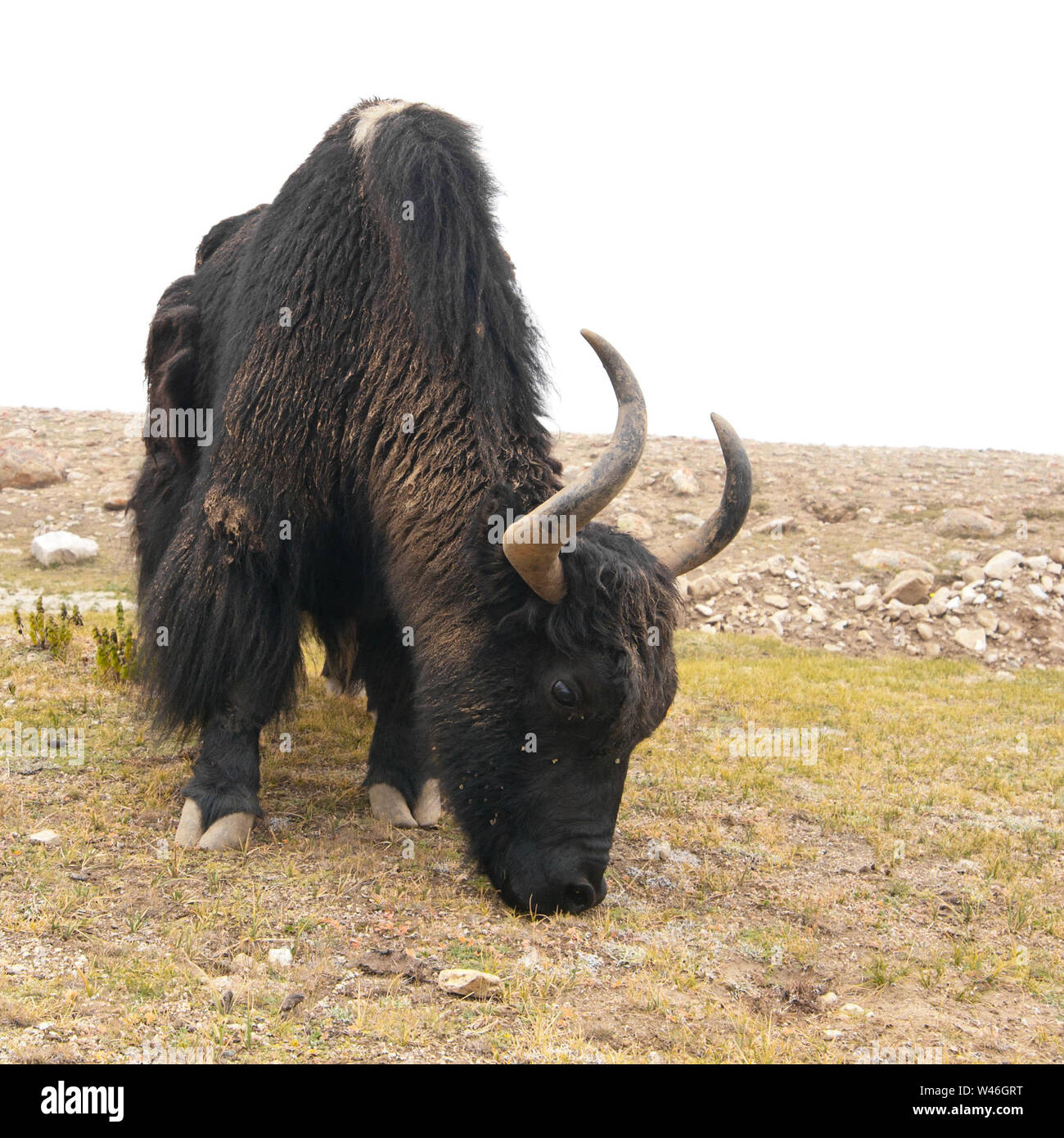 Close up wild yak in Himalaya mountains. India, Ladakh Stock Photo - Alamy
