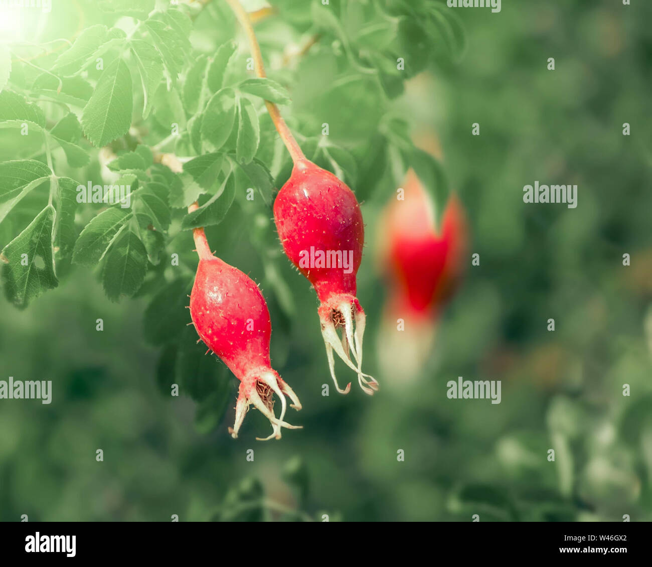 Red ripe fruits of eglantine plant or dog rose. Bush of wild briar ...
