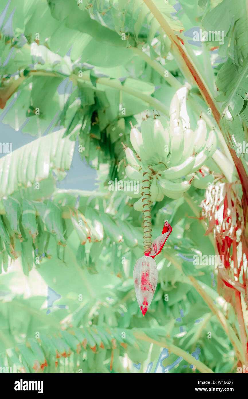 Banana tree with fruits and flower in lush tropical garden blooming ...