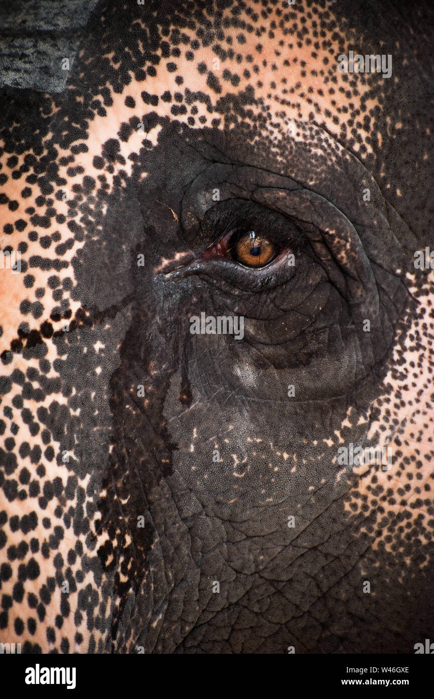 Close-up big Asian elephants eye Stock Photo - Alamy