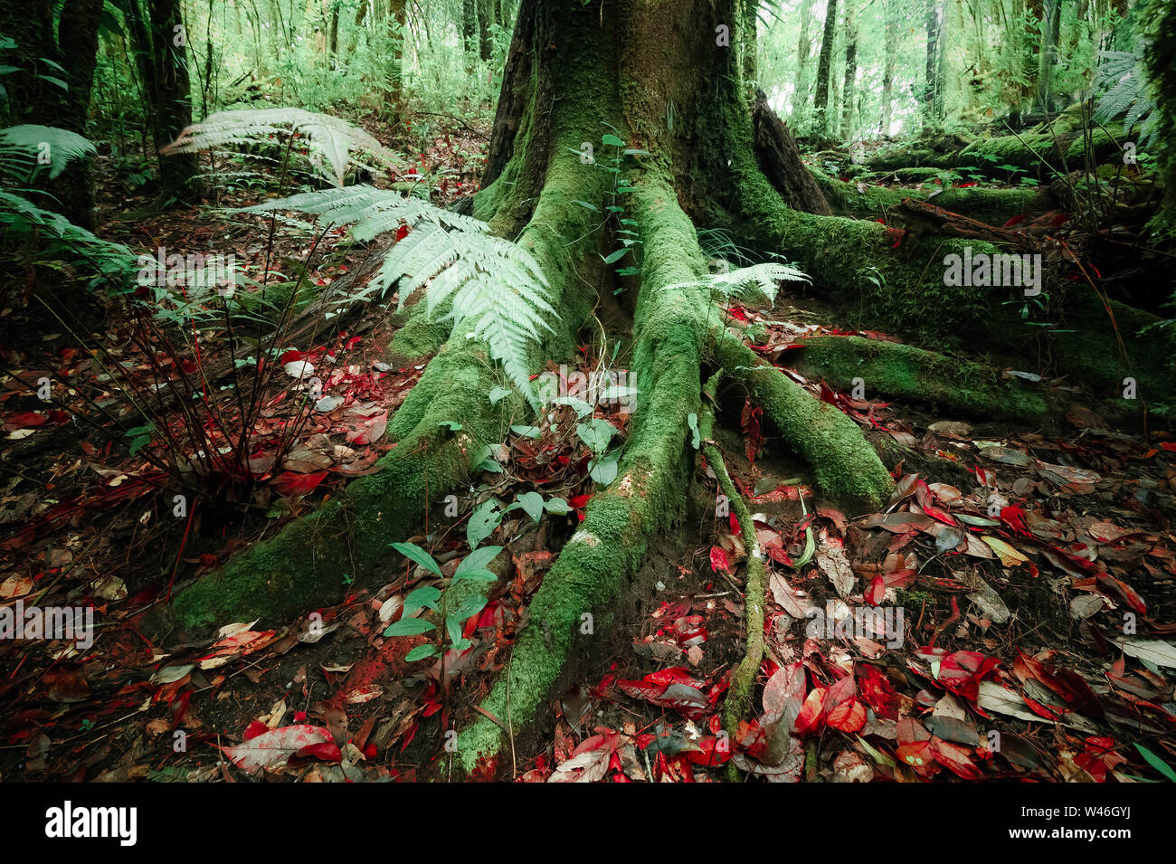 Mossy roots hi-res stock photography and images - Alamy